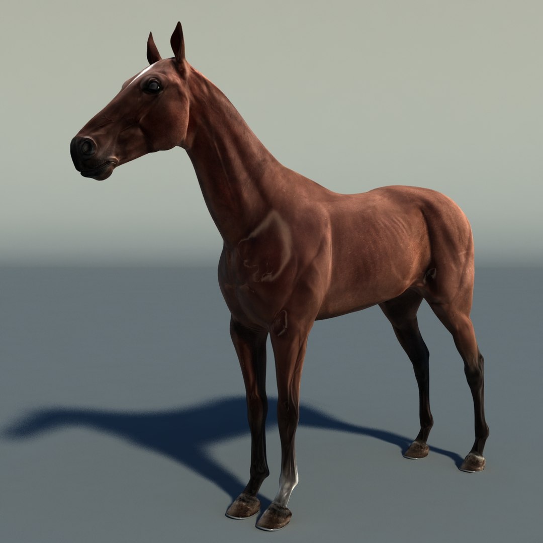 3d Thoroughbred Horse Rig