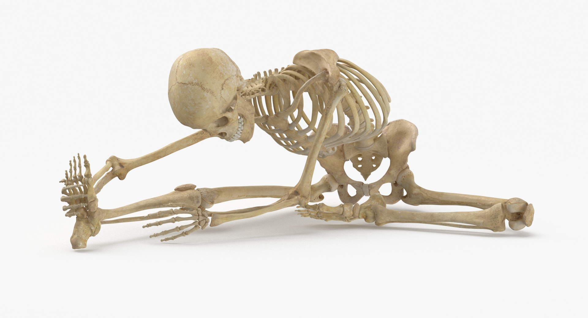modèle 3D de Human Female Skeleton Stretching Poses Collection 01 - 8 ...