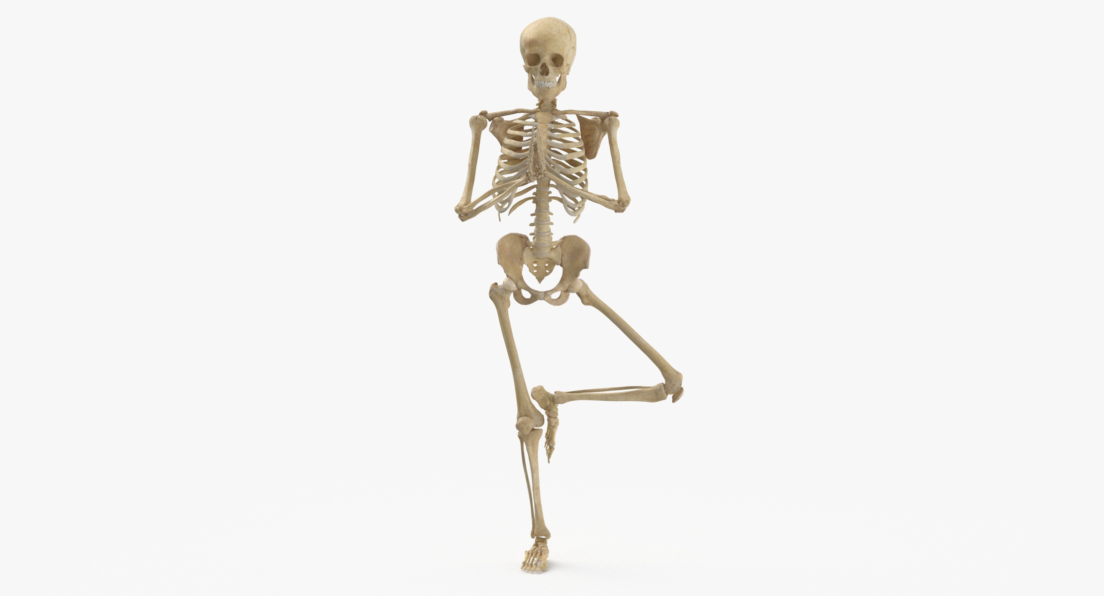 3D модель Human Female Skeleton Stretching Poses Collection 01 - 8 ...
