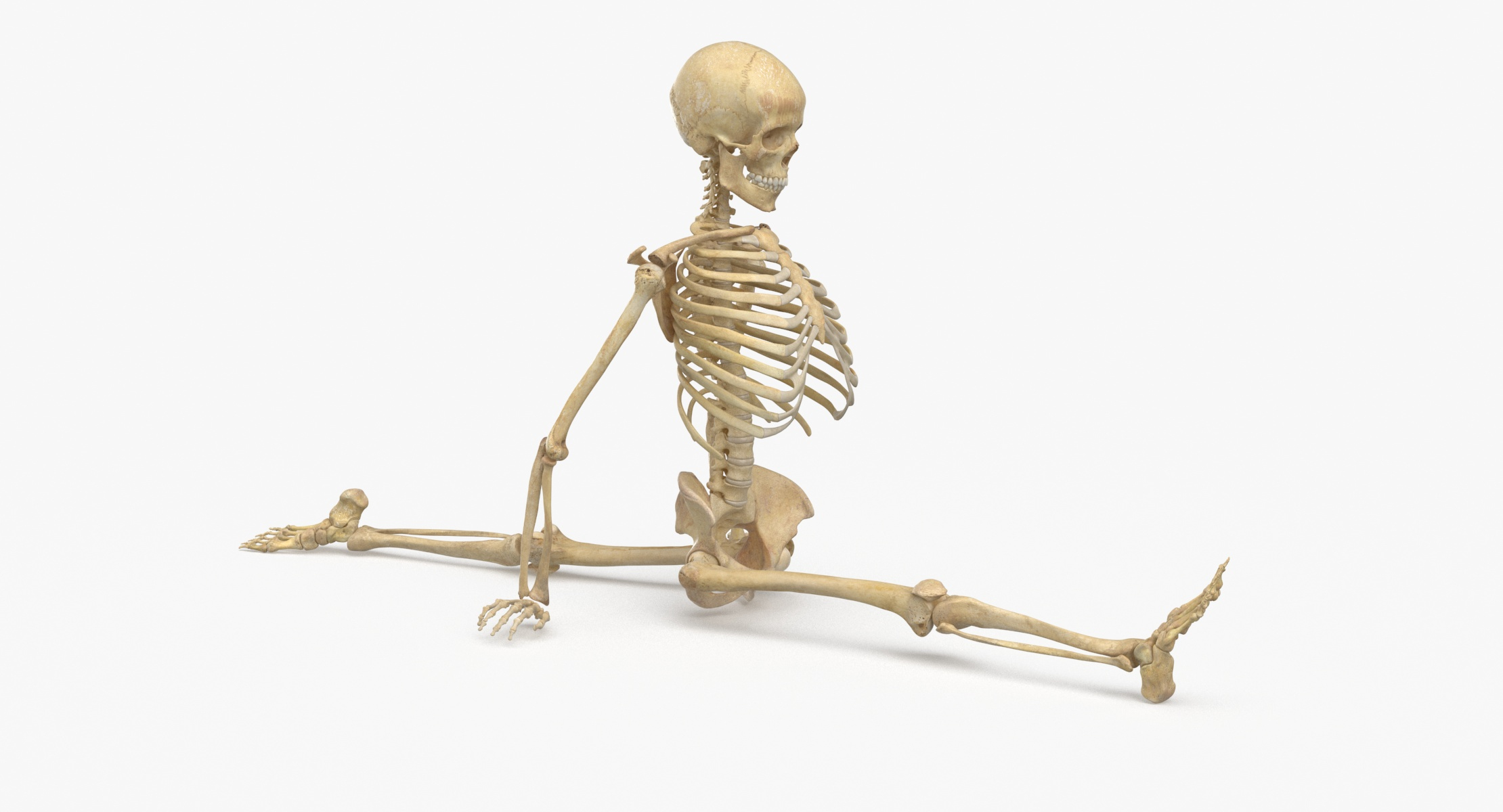 Human Female Skeleton Stretching Poses Collection 01 - 8 models3Dモデル ...