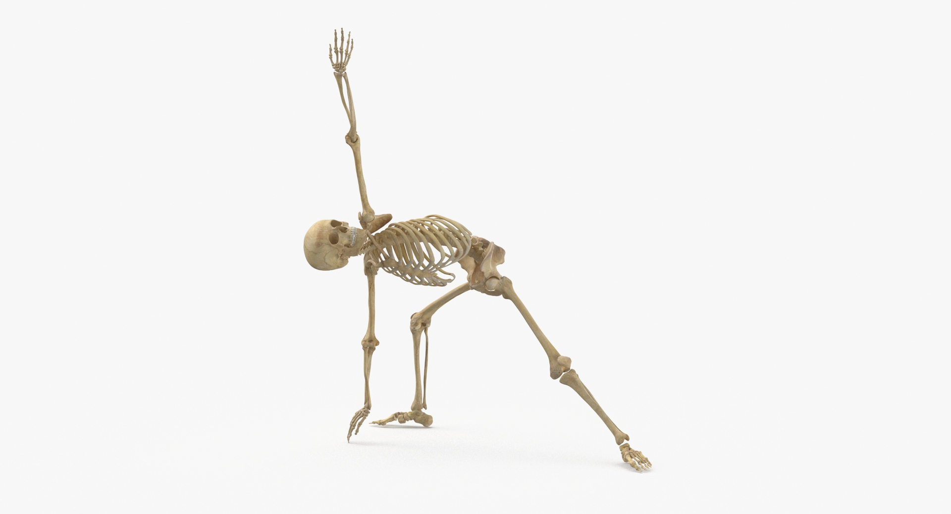 Human Female Skeleton Stretching Poses Collection 01 - 8 models3Dモデル ...