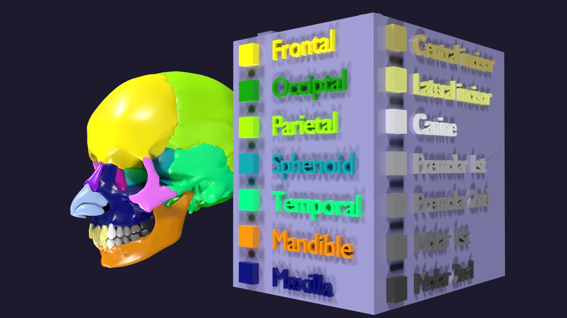 3D Skull bones colored separable labelled model - TurboSquid 2180583