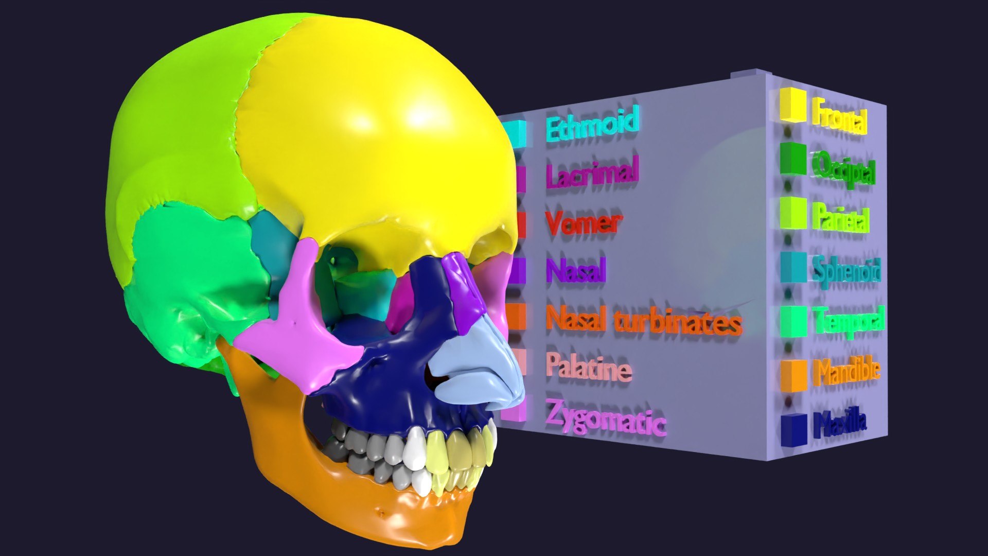 3D Skull bones colored separable labelled model - TurboSquid 2180583