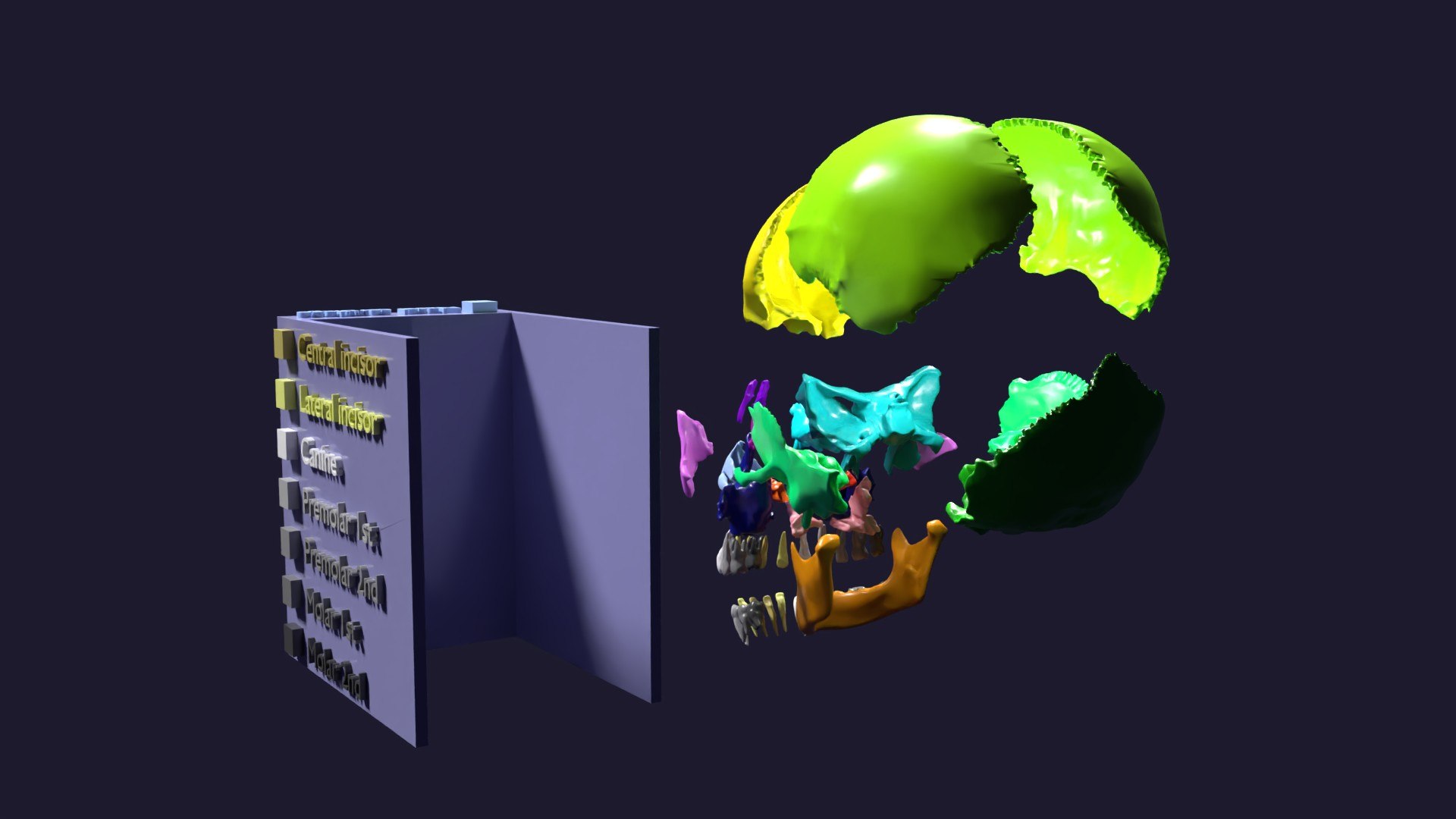 3D Skull bones colored separable labelled model - TurboSquid 2180583