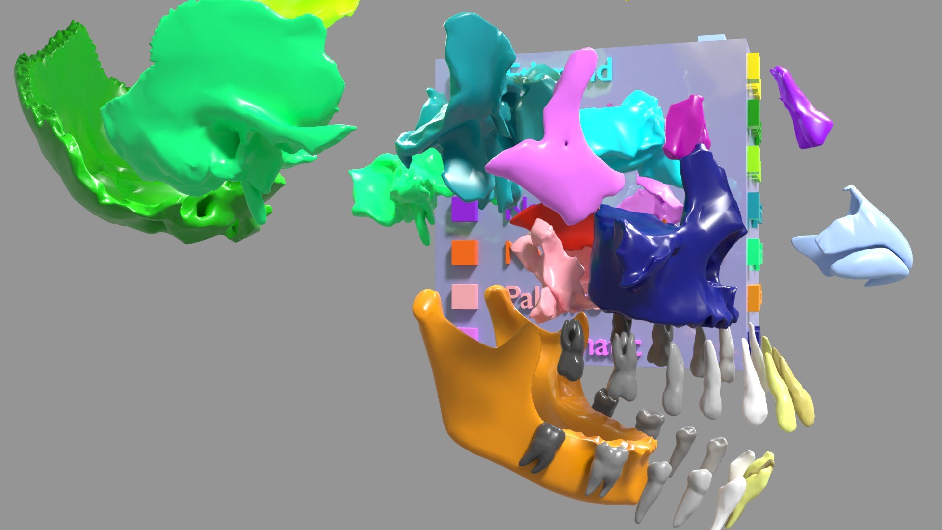 3D Skull bones colored separable labelled model - TurboSquid 2180583