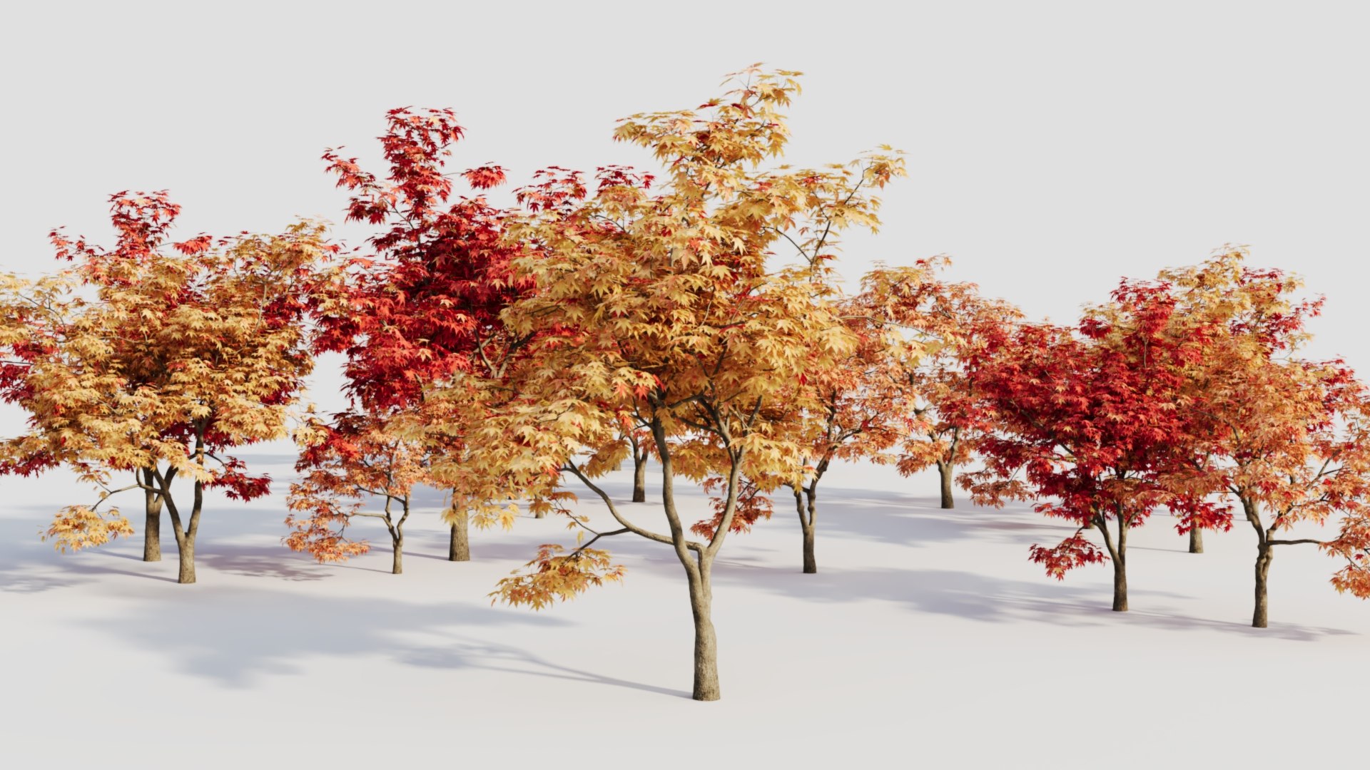 Acer Palmatum B 3D - TurboSquid 2254675