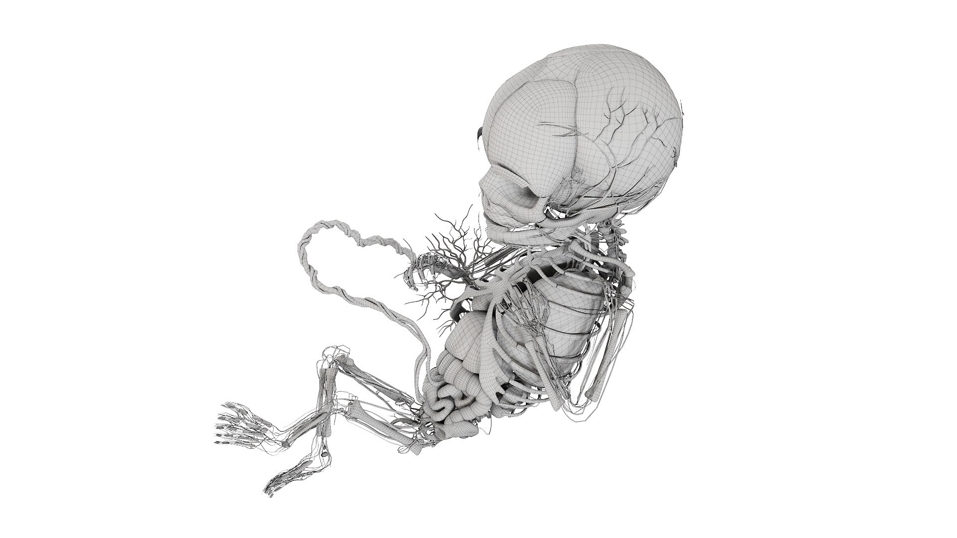 3D Fetus Anatomy Week 22 Animated - TurboSquid 1808733