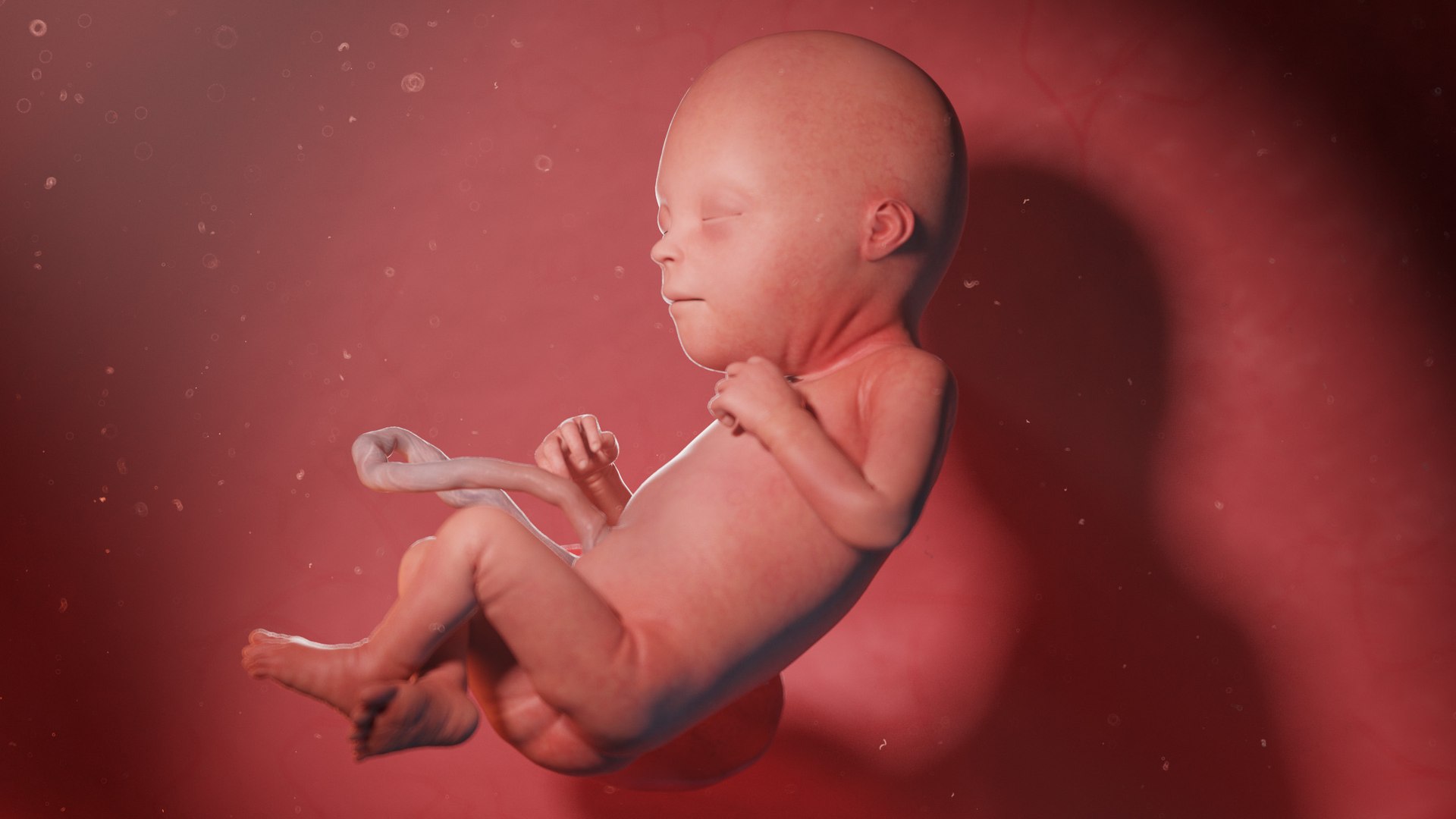 3D Fetus Anatomy Week 22 Animated - TurboSquid 1808733