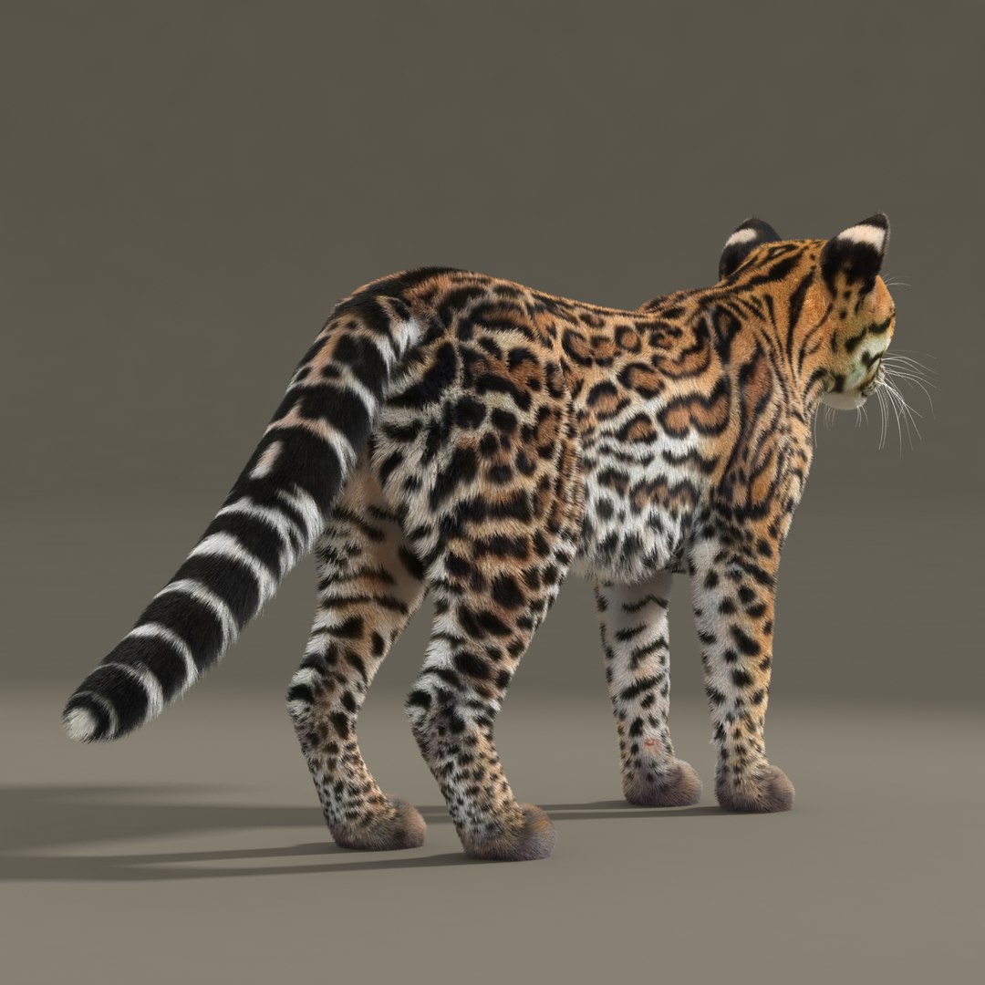 3d Model Ocelot Cat Fur