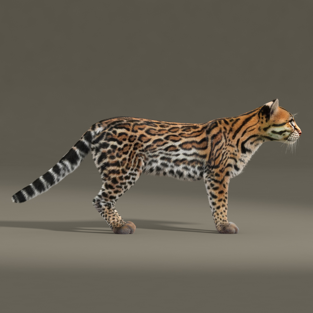 modelo 3d Gato Ocelote (FUR) - TurboSquid 1044843