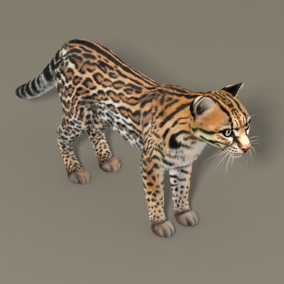 modelo 3d Gato Ocelote (FUR) - TurboSquid 1044843