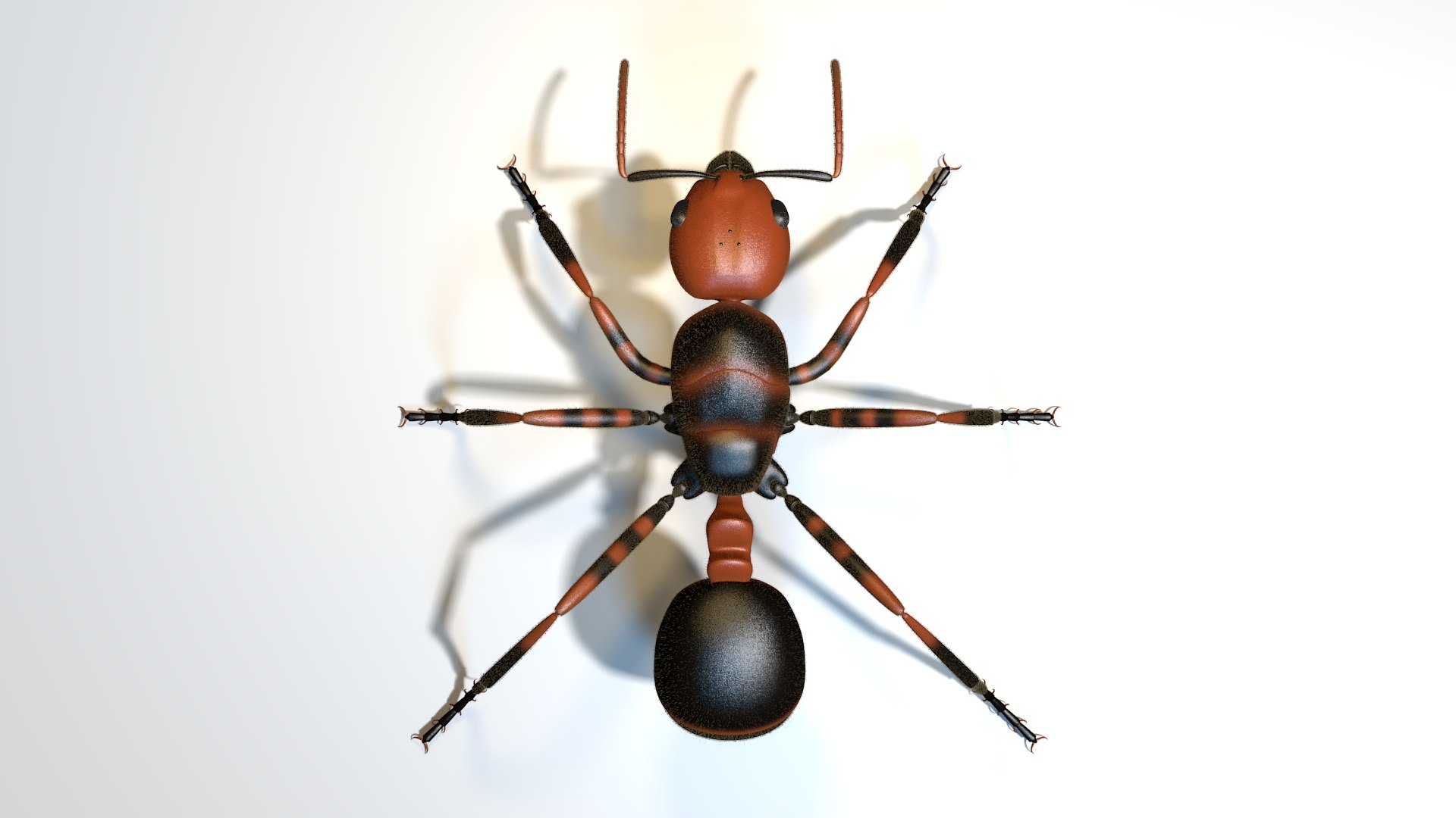 Fire Ant 3D - TurboSquid 1808835