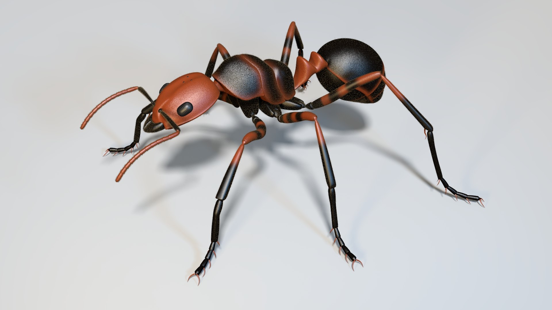 Fire Ant 3D - TurboSquid 1808835