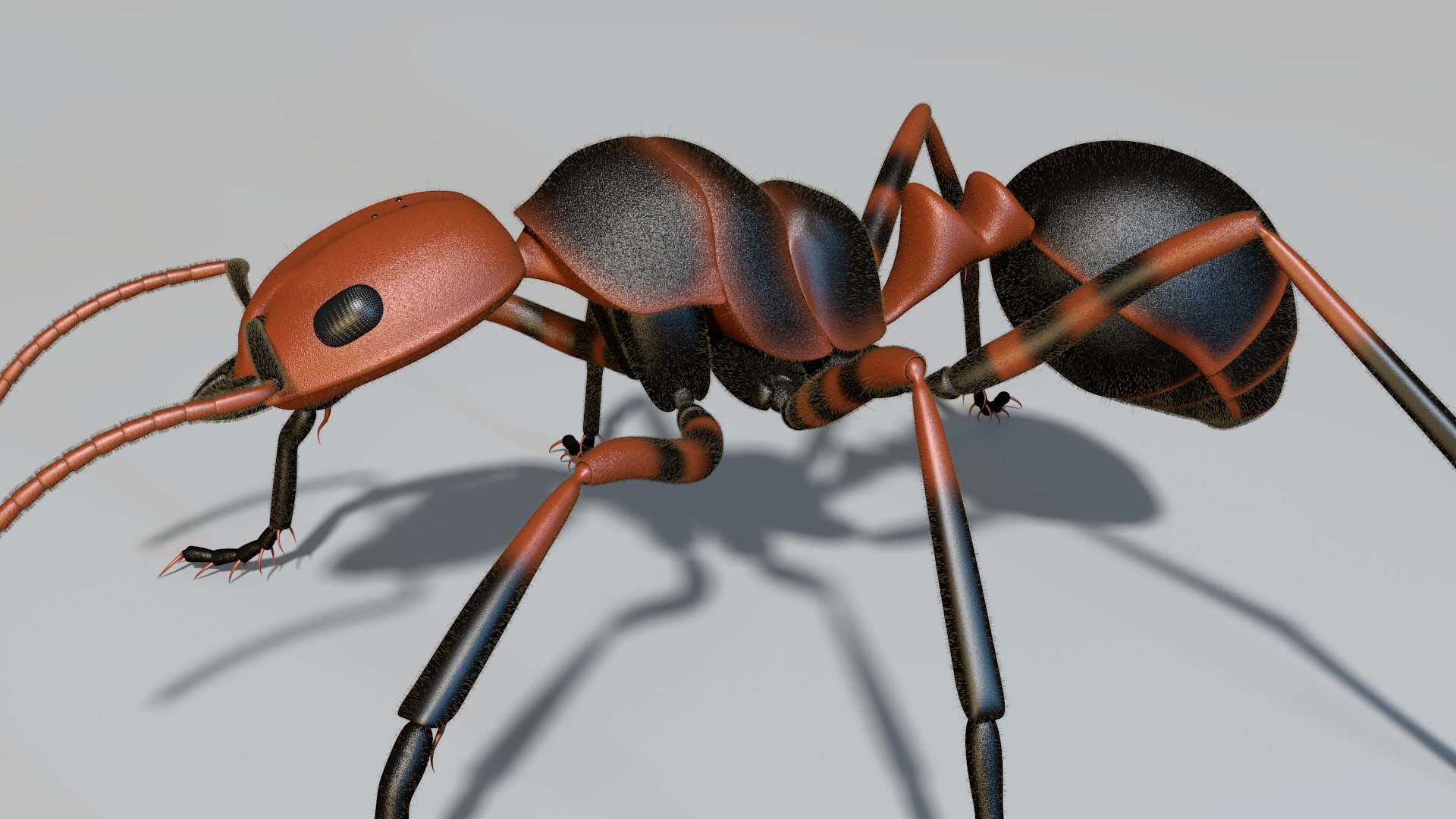 Fire Ant 3D - TurboSquid 1808835