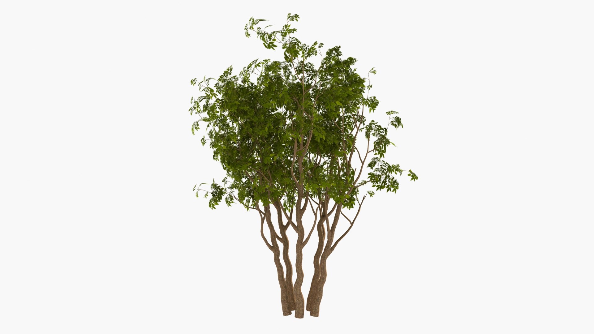 3D Wind Tree Model - TurboSquid 1667101