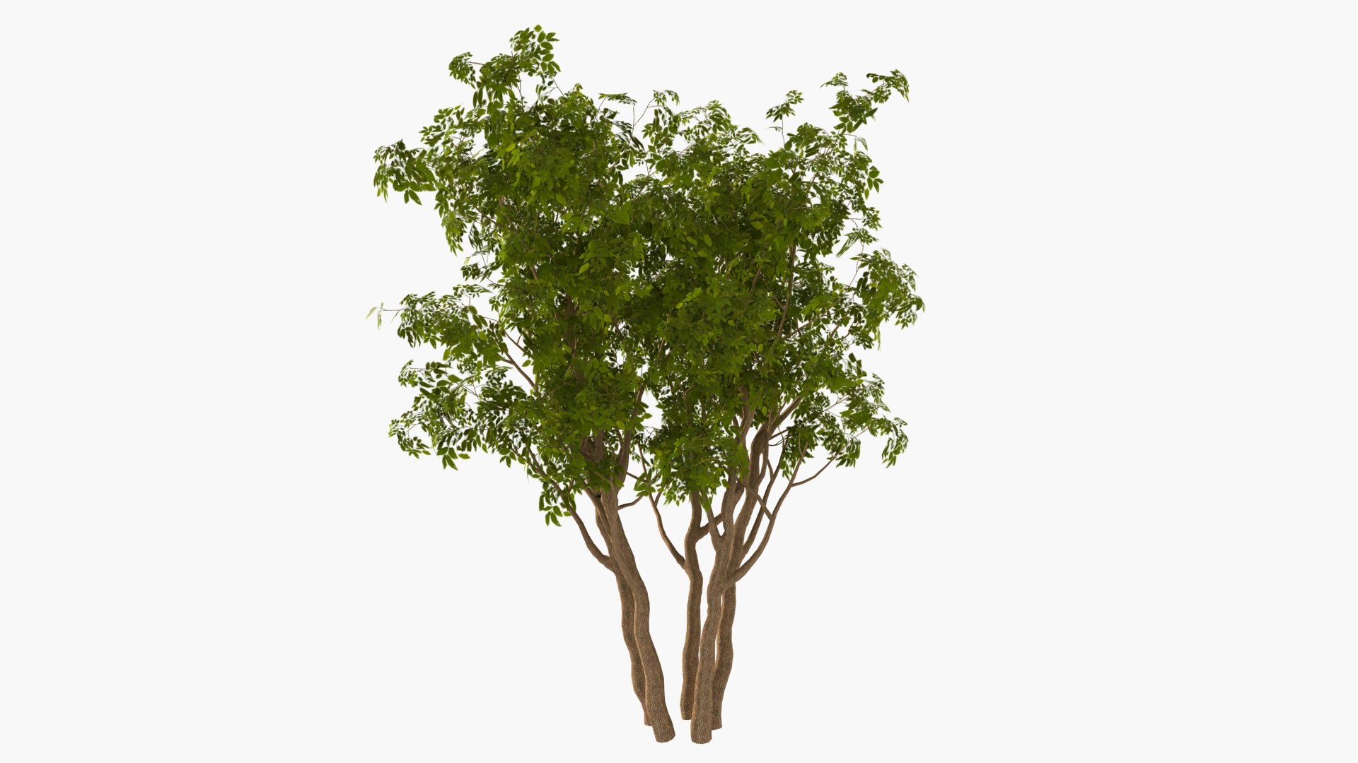 3D Wind Tree Model - TurboSquid 1667101