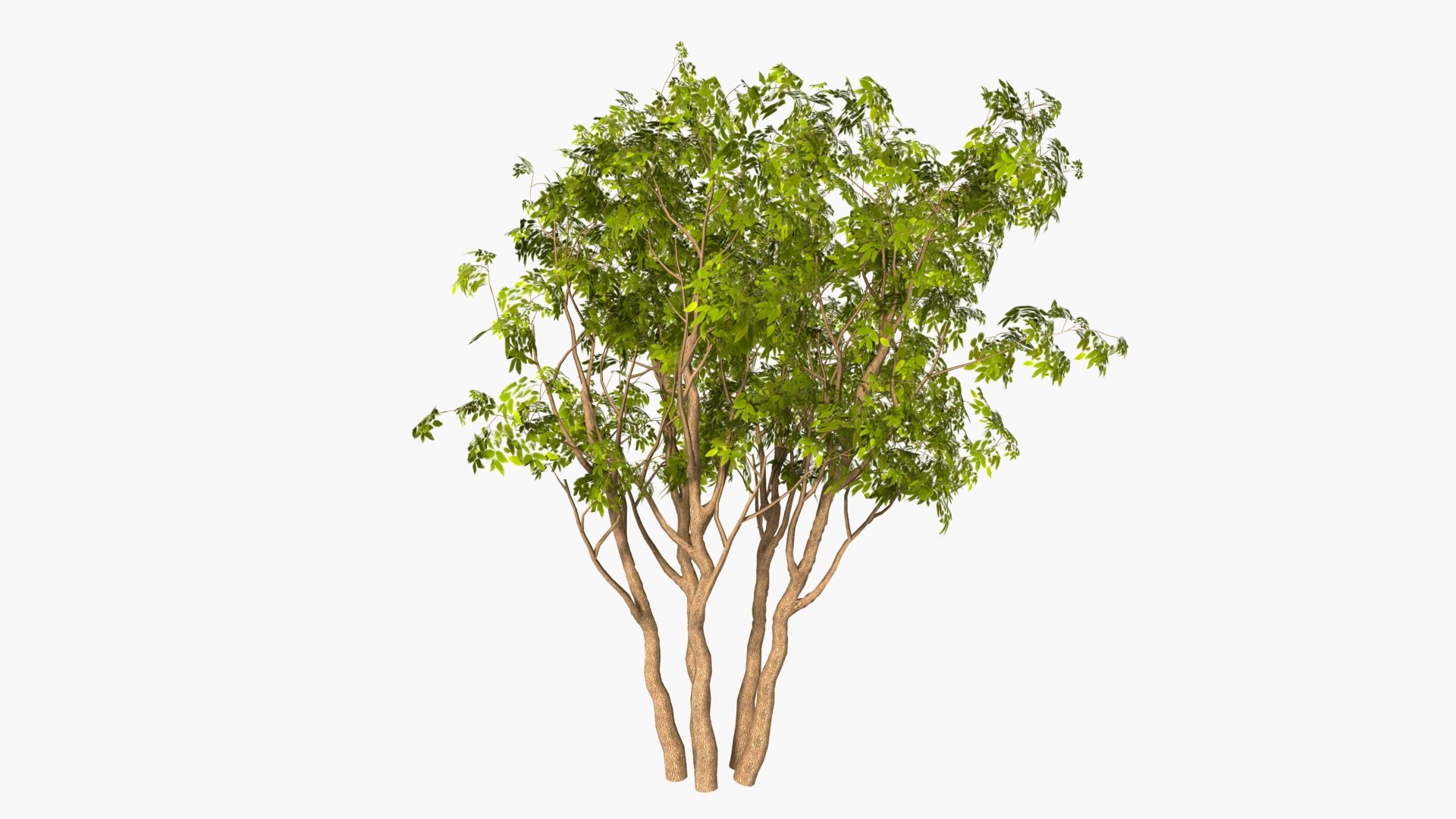 3D Wind Tree Model - TurboSquid 1667101