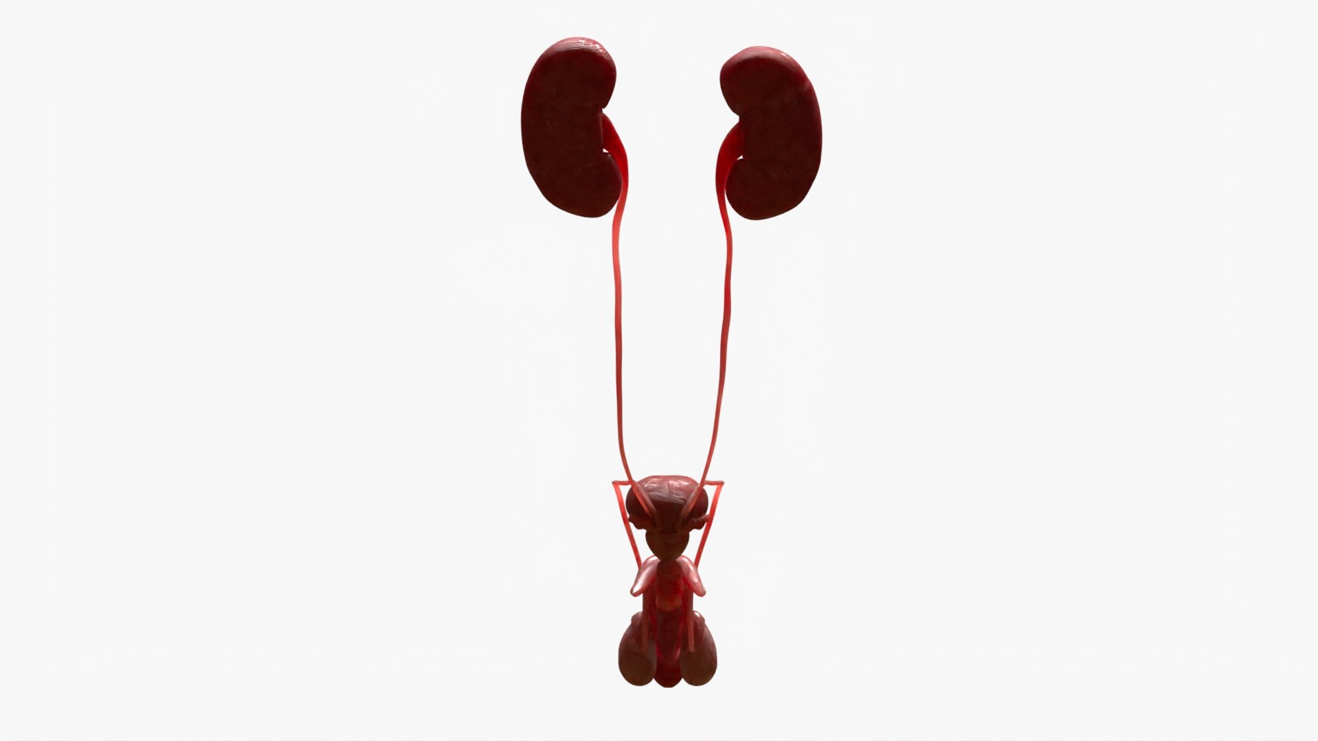 3D Urinary Kidney System - TurboSquid 2101954