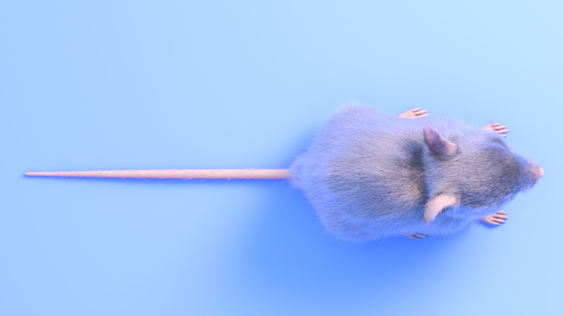 Realistic white mouse - 3D model - TurboSquid 1307286