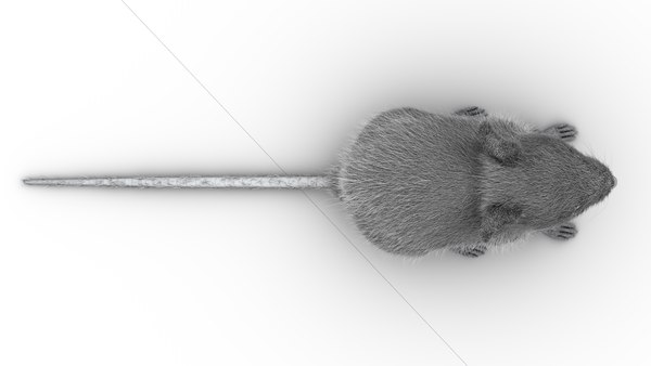 modelo 3d Estilo realista de ratón - piel blanca - TurboSquid 1307286