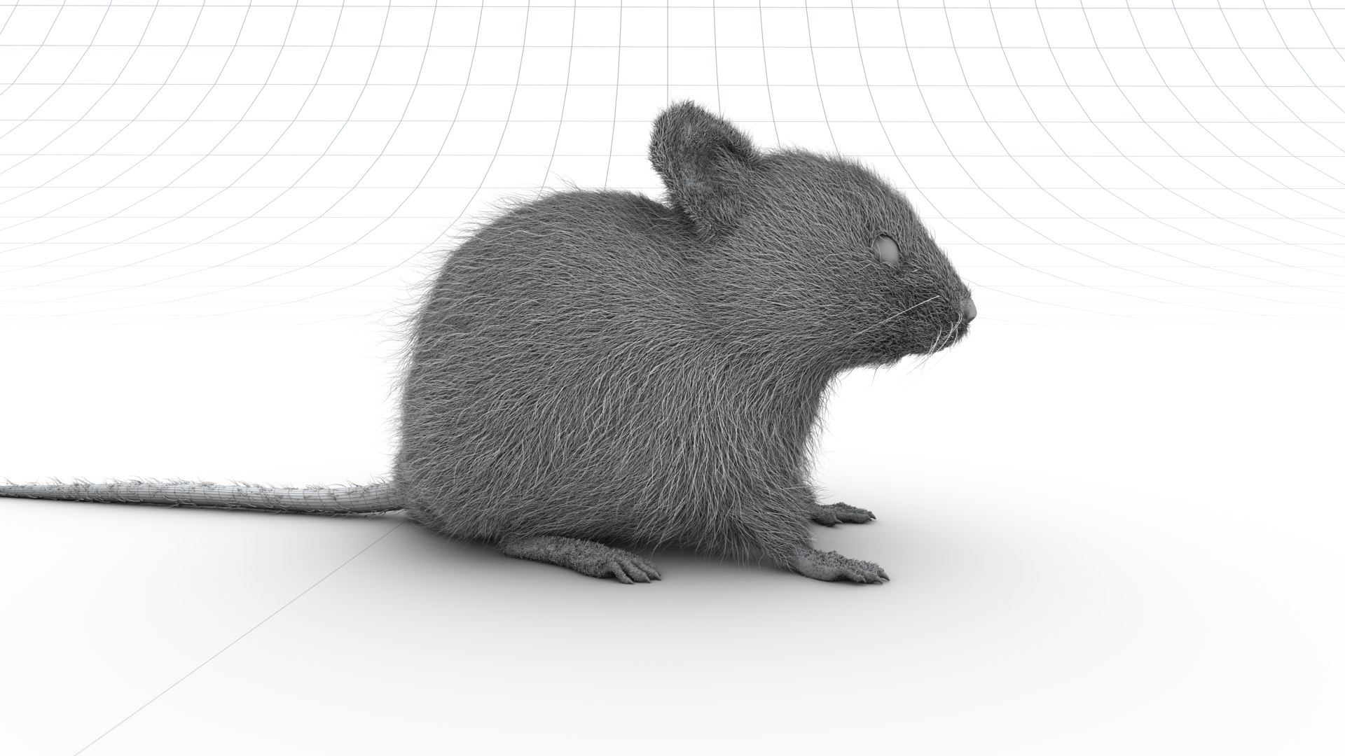 Realistic white mouse - 3D model - TurboSquid 1307286