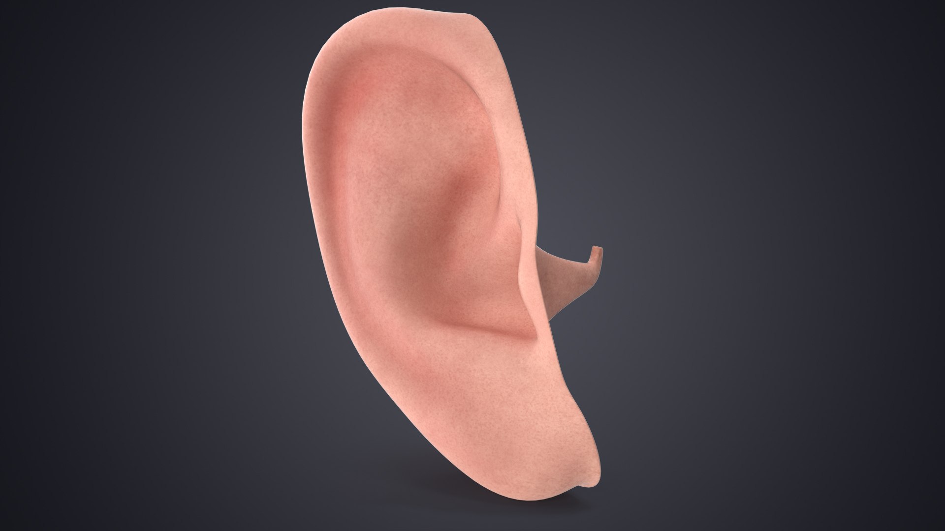 3D Human Right Ear Realistic V01 - TurboSquid 2382625