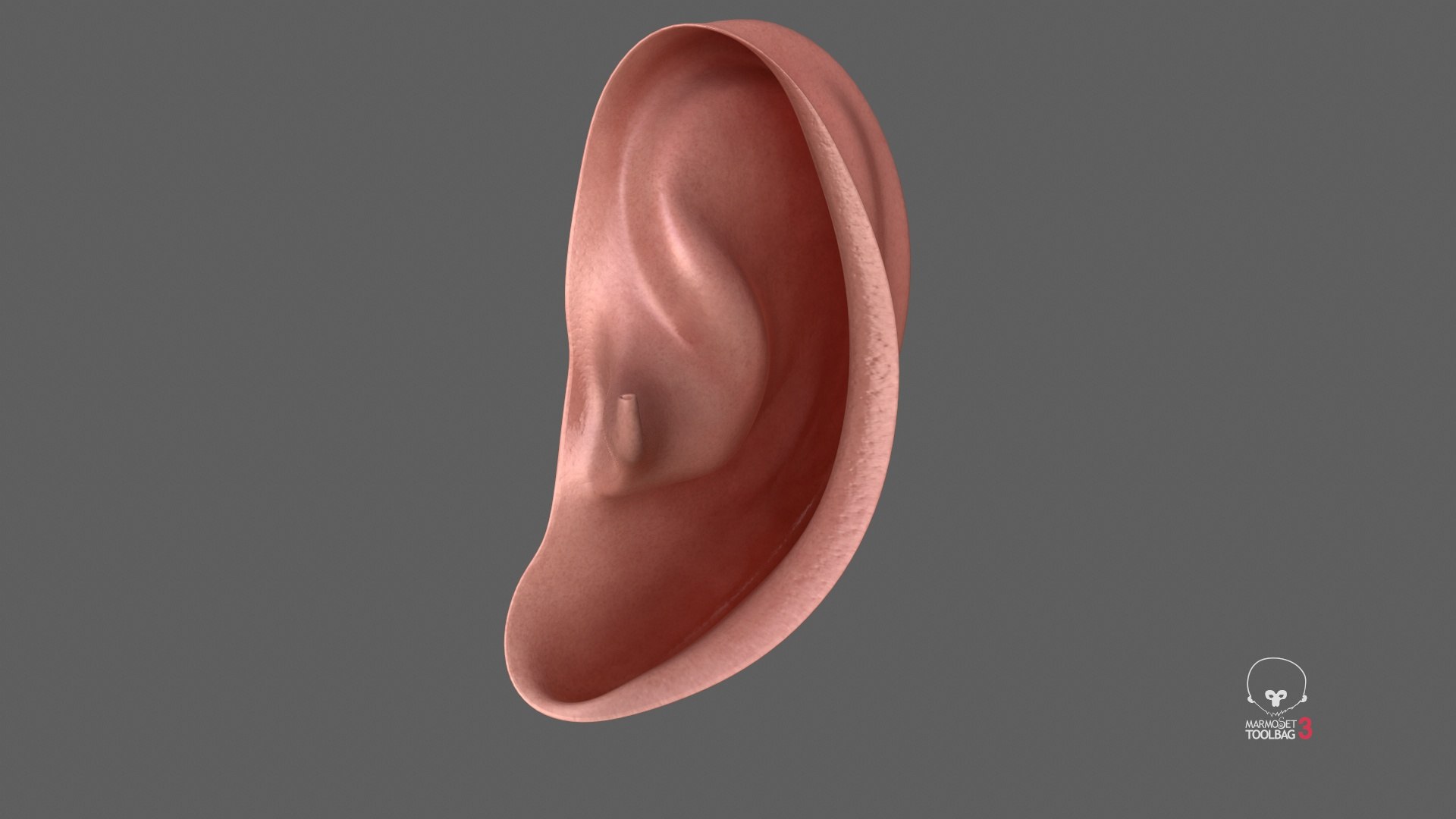 3D Human Right Ear Realistic V01 - TurboSquid 2382625