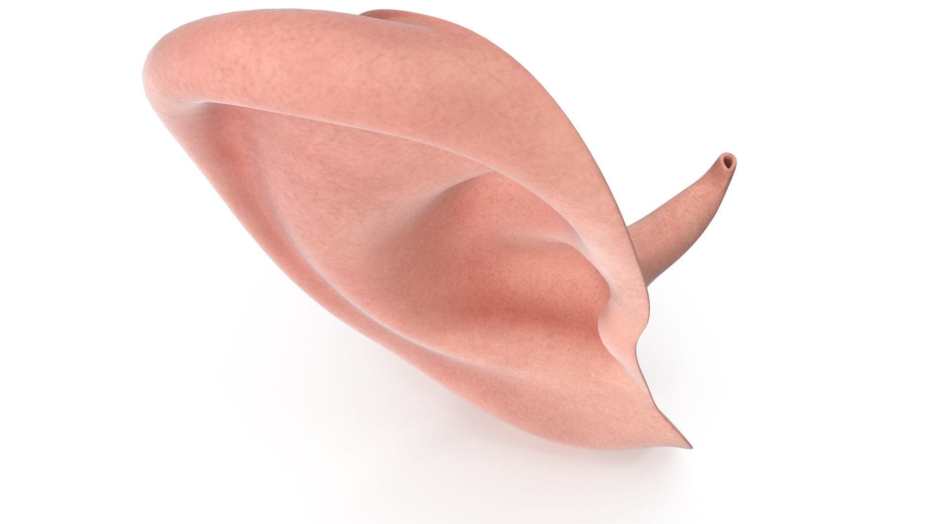 3D Human Right Ear Realistic V01 - TurboSquid 2382625