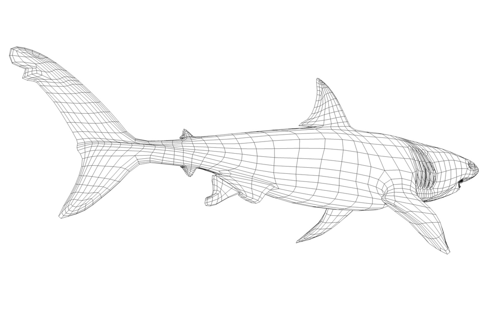 3d Realistic Female Great White Model