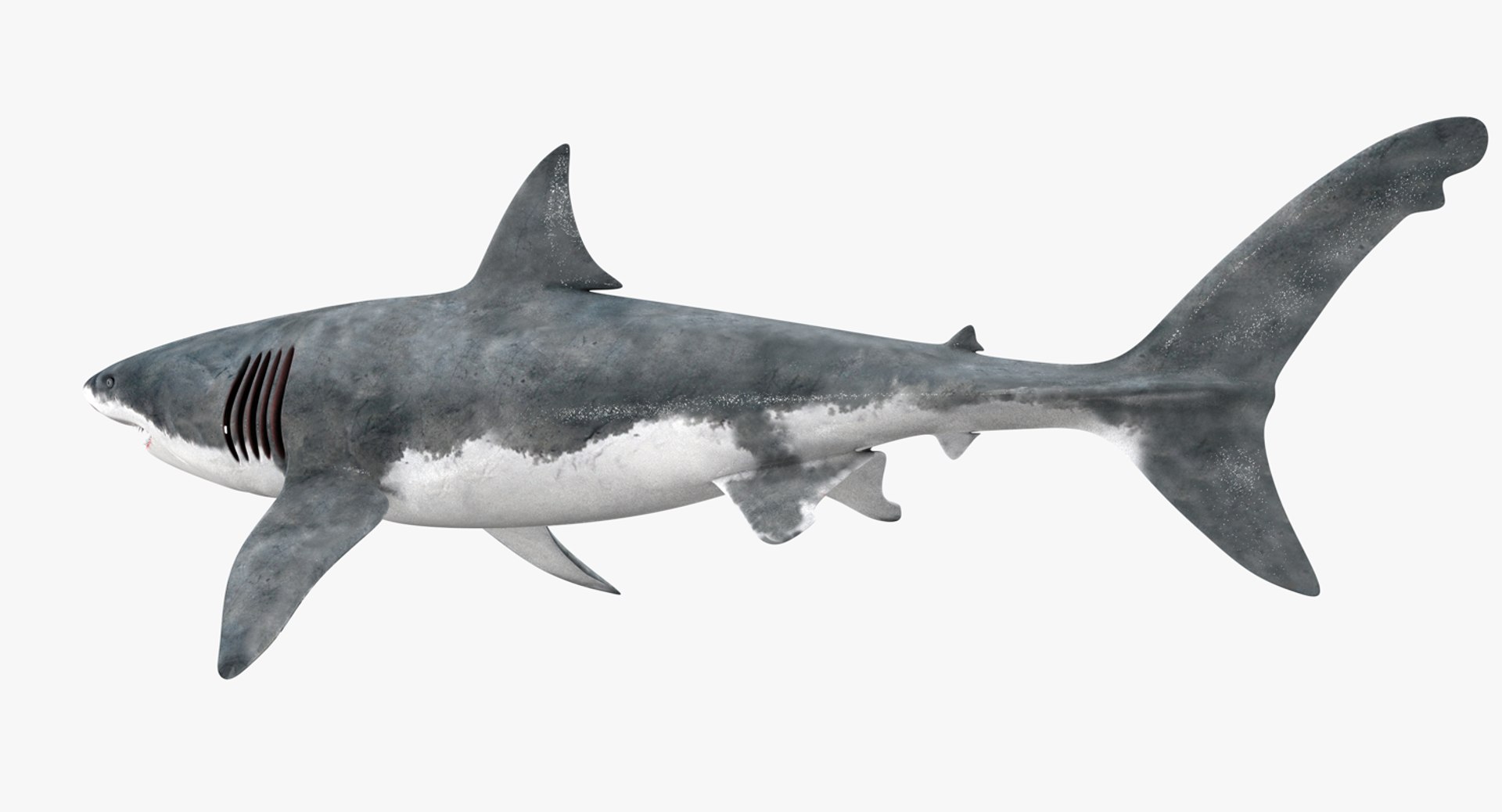 3d Realistic Female Great White Model