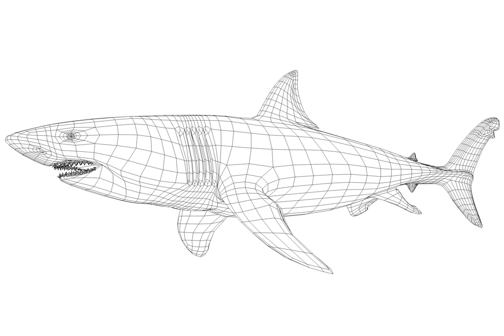3d Realistic Female Great White Model