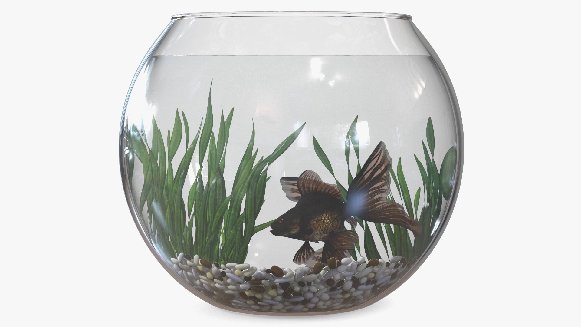 Round Aquarium With Black Moor Goldfish 3D - TurboSquid 2031250
