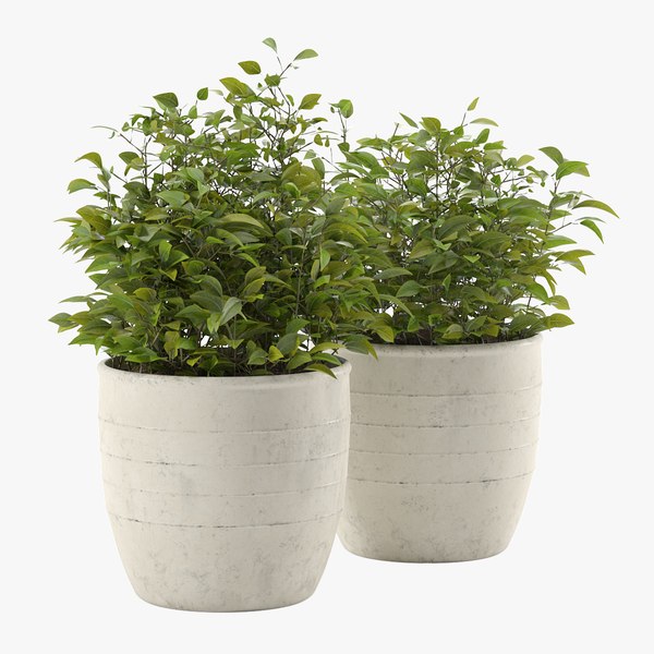 3D realistic outdoor plant pot - TurboSquid 1330729