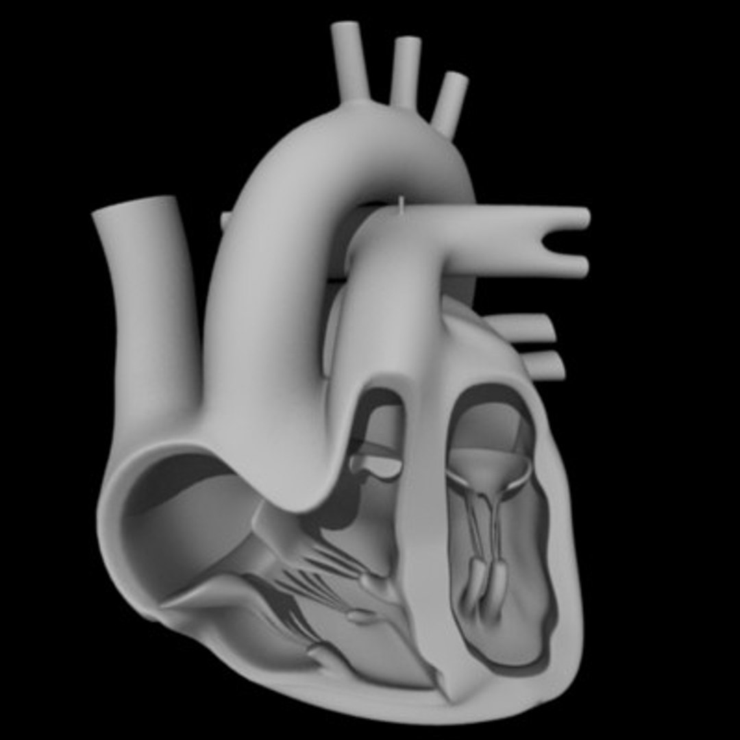 Human Heart Section 3d Model