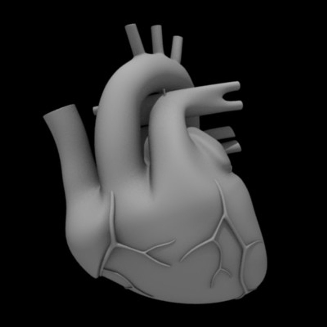 Human Heart Section 3d Model