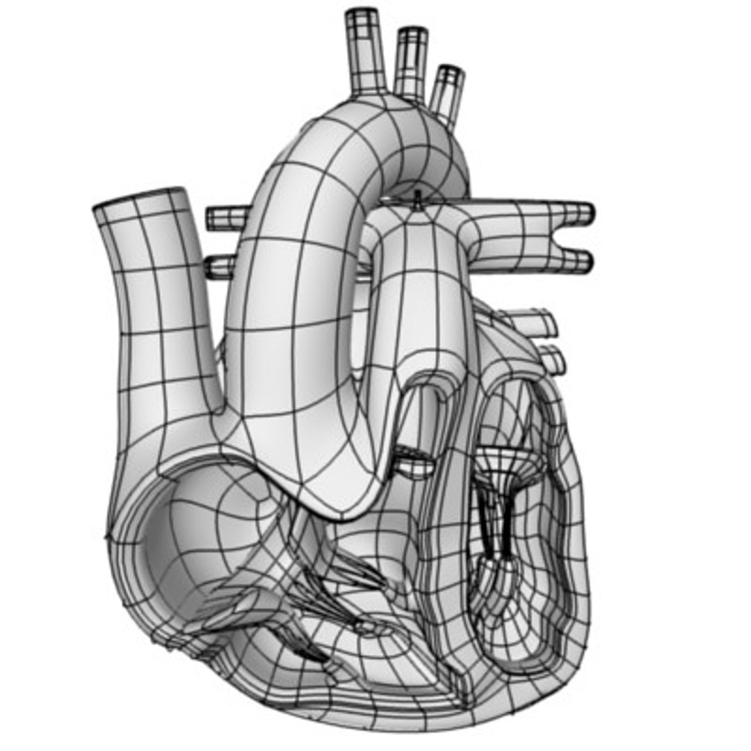 Human Heart Section 3d Model