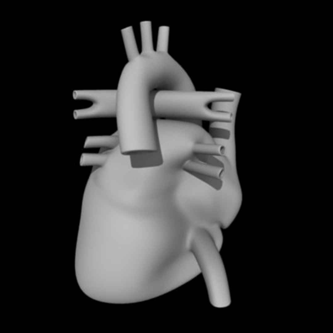 Human Heart Section 3d Model