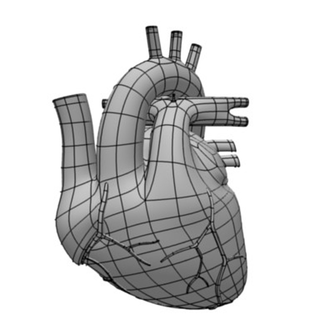 Human Heart Section 3d Model