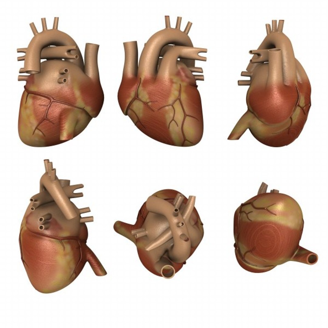Human Heart Section 3d Model
