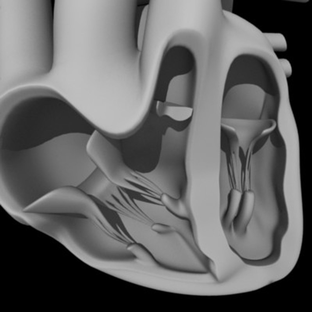 Human Heart Section 3d Model