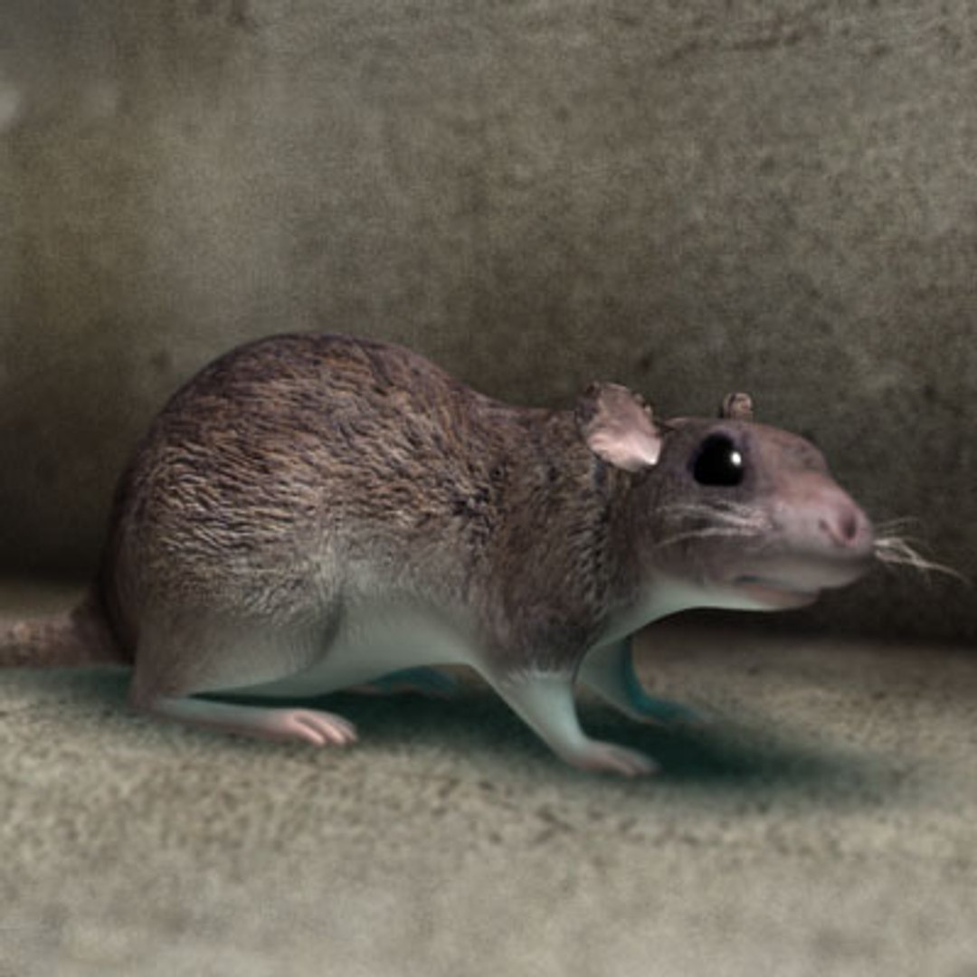 Rat 3d Model