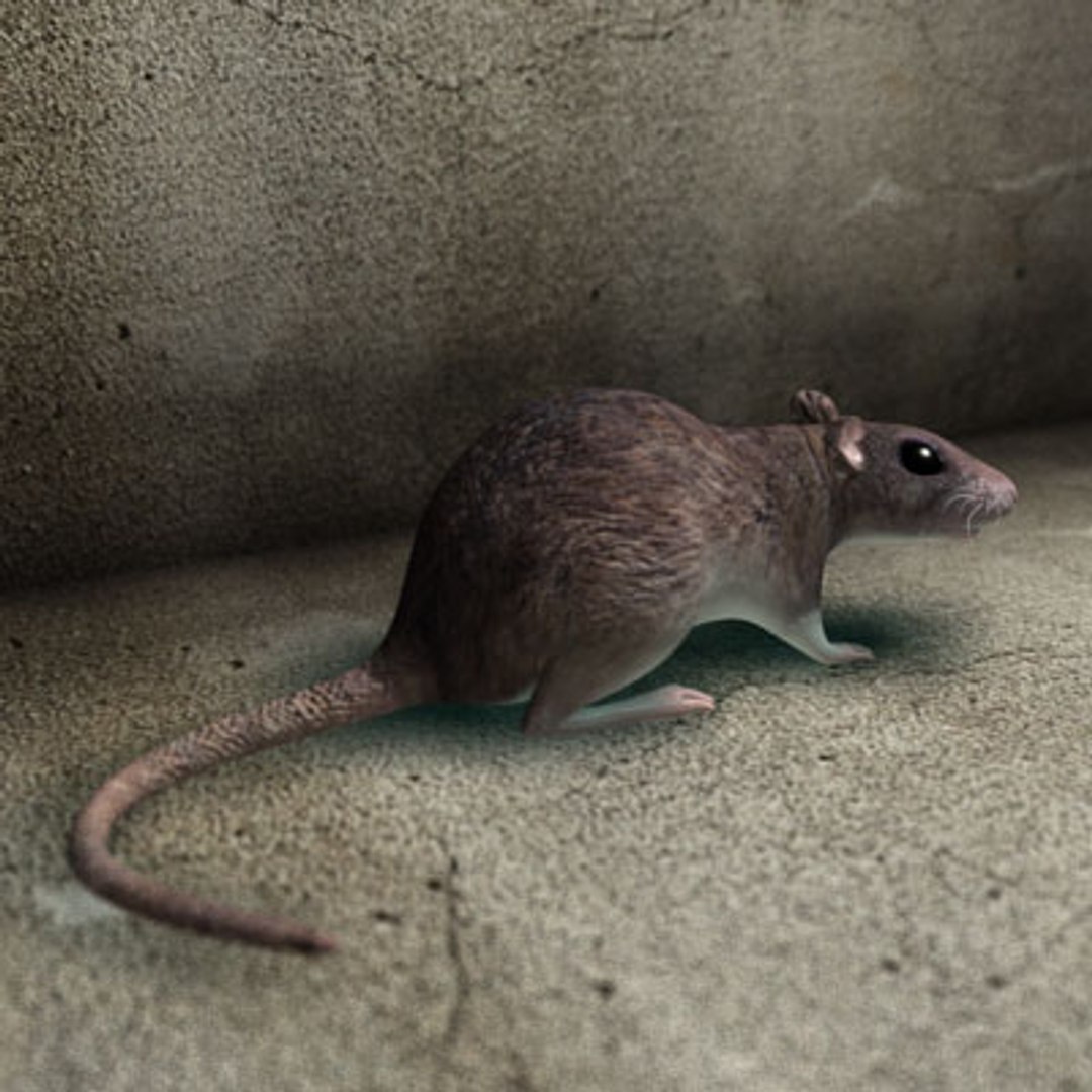 Rat 3d Model