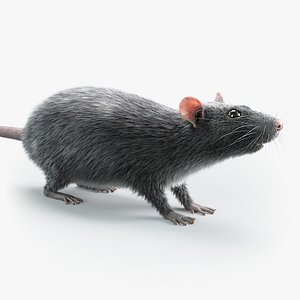 3D Rat Models - Browse & Download Formats - TurboSquid