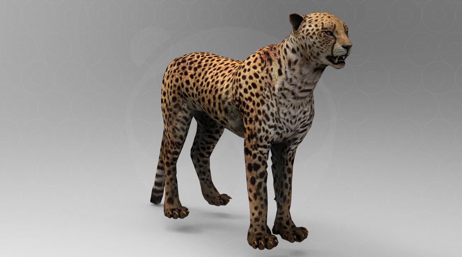 3D Cheetah - Animated Model - TurboSquid 2110159