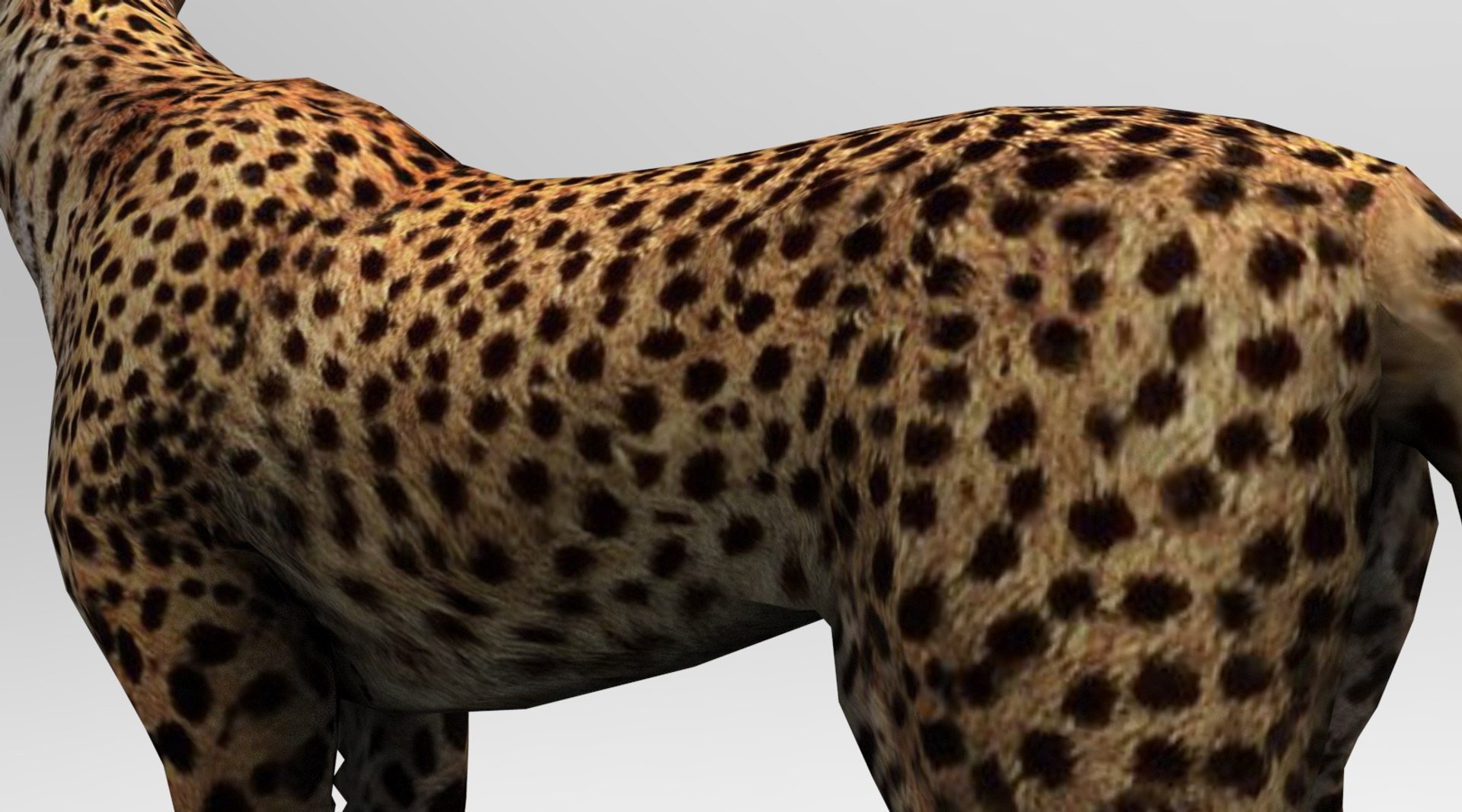 3D Cheetah - Animated model - TurboSquid 2110159