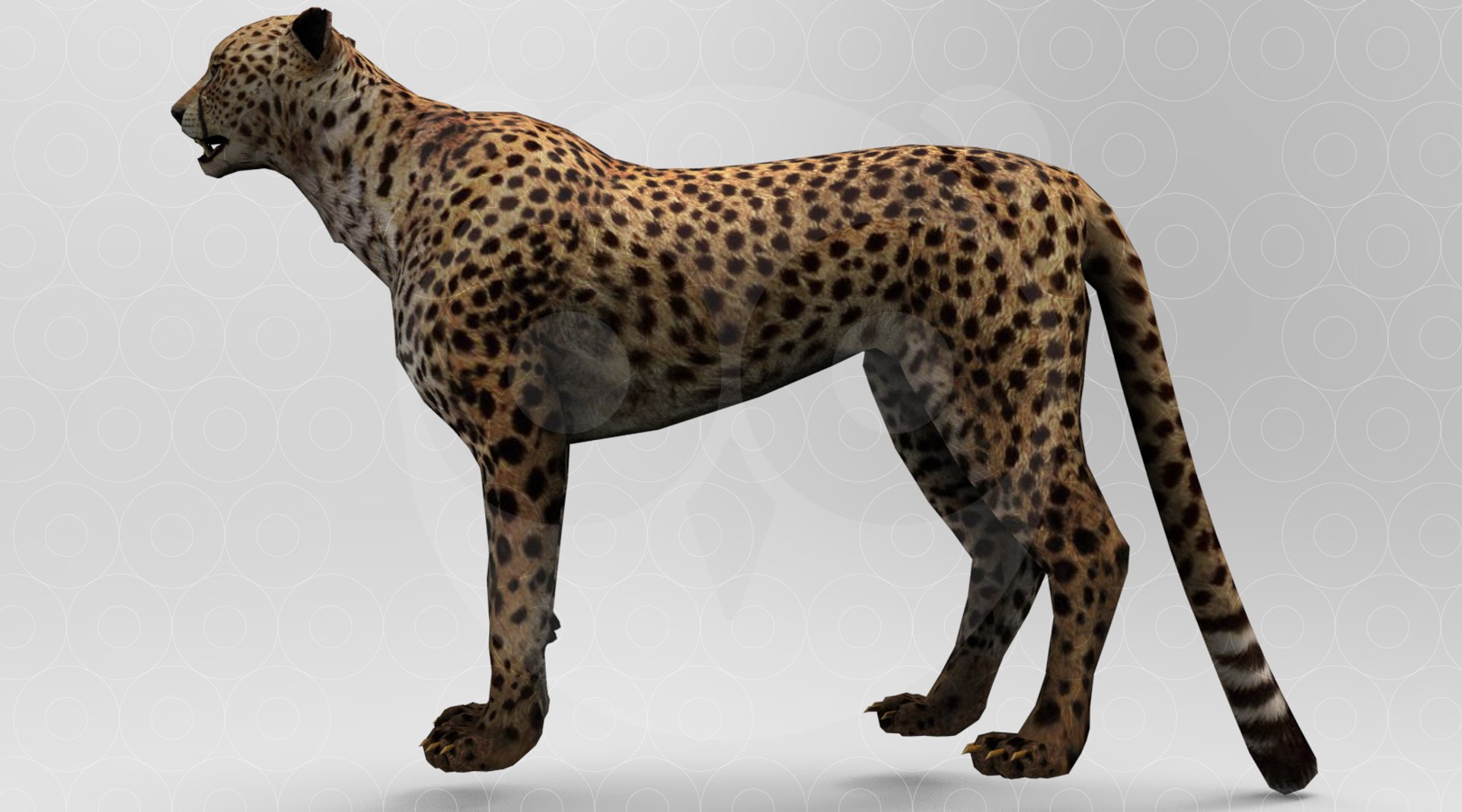3D Cheetah - Animated Model - TurboSquid 2110159