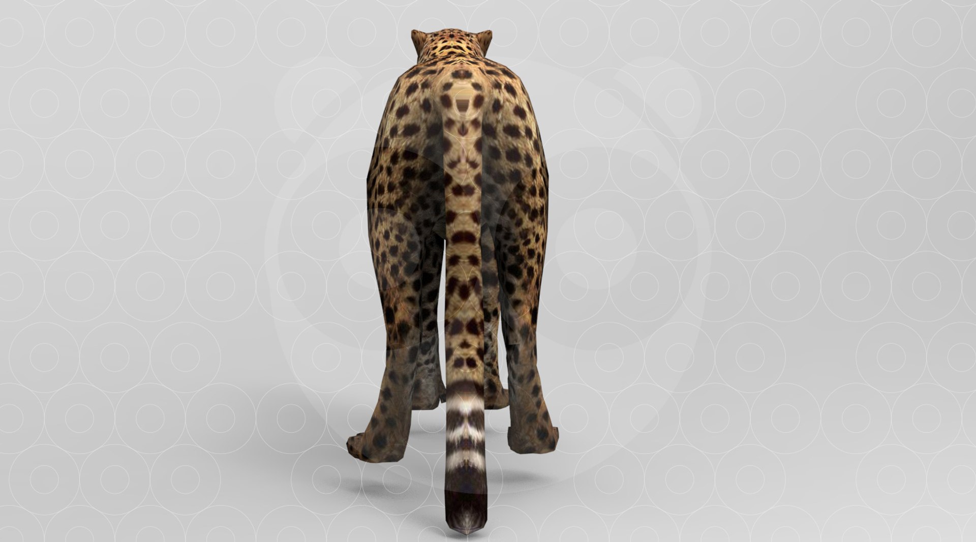 3D Cheetah - Animated Model - TurboSquid 2110159