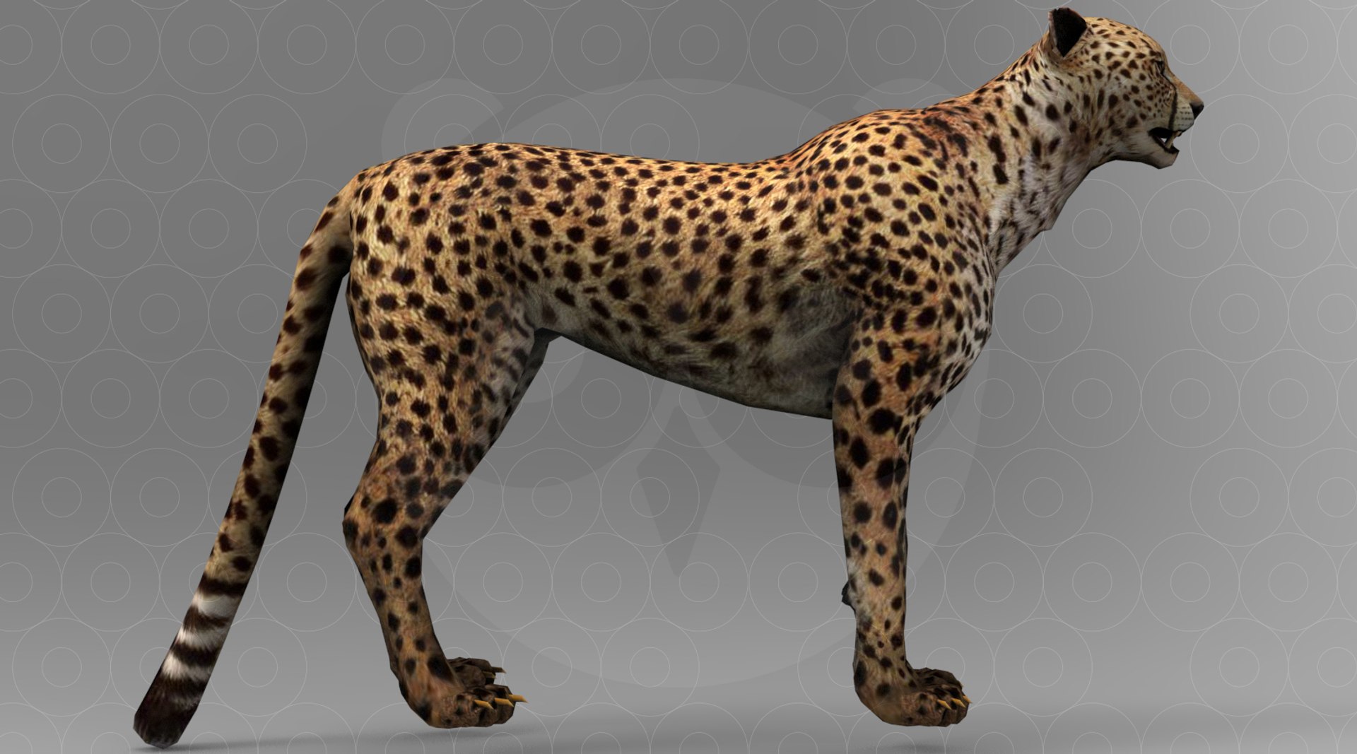3D Cheetah - Animated Model - TurboSquid 2110159