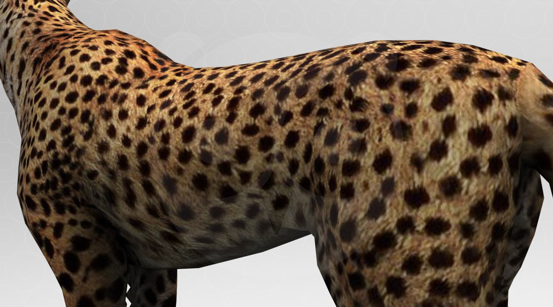 3D Cheetah - Animated Model - TurboSquid 2110159