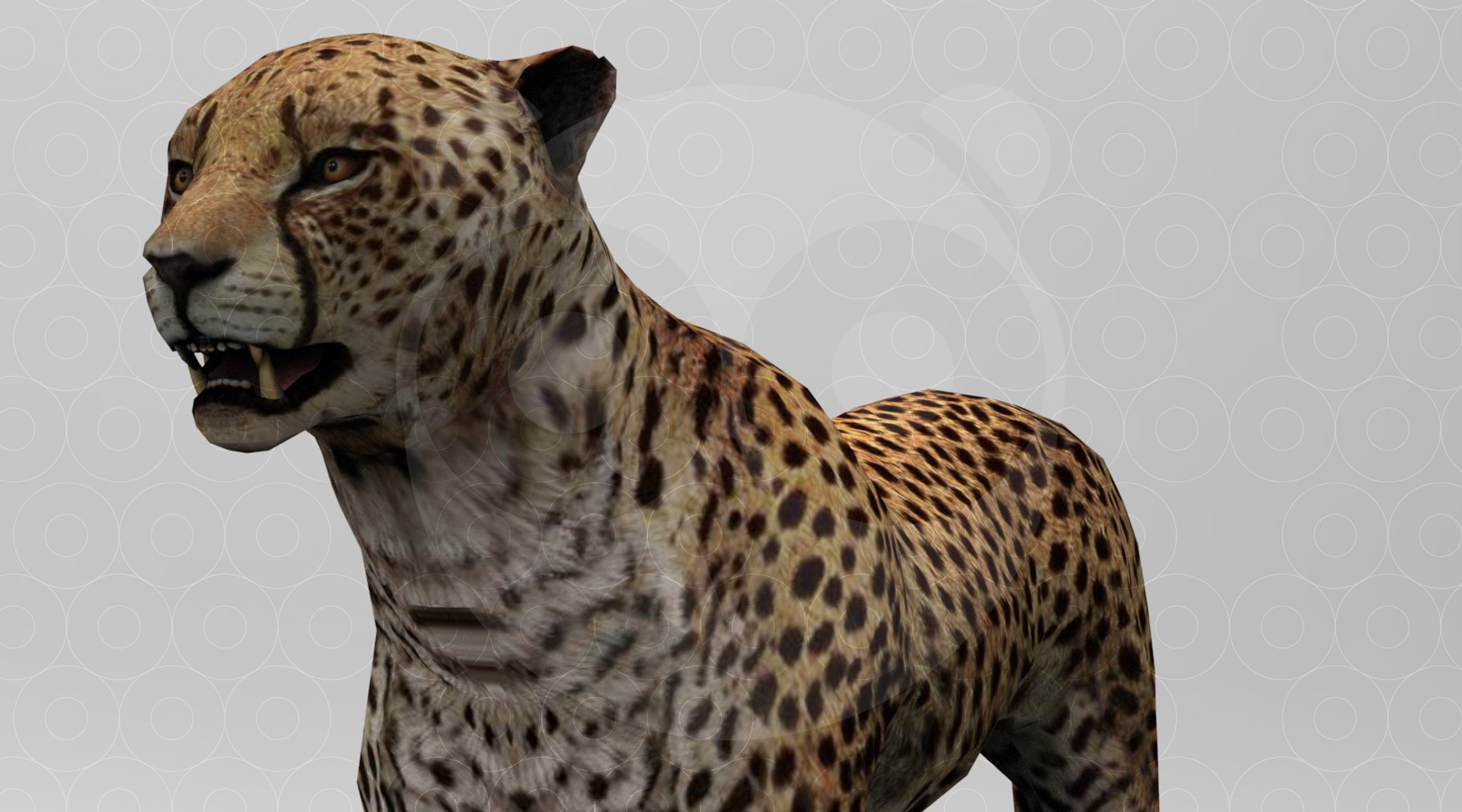 3D Cheetah - Animated Model - TurboSquid 2110159
